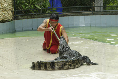 74 Animal stunts Stock Pictures, Editorial Images and Stock Photos ...