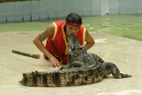 74 Animal stunts Stock Pictures, Editorial Images and Stock Photos ...
