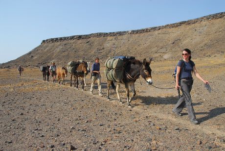 48 Pack mules Stock Pictures, Editorial Images and Stock Photos ...