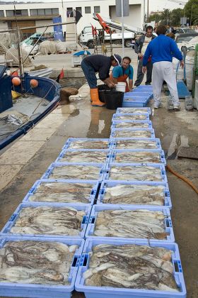 38 Loading fish Stock Pictures, Editorial Images and Stock Photos ...