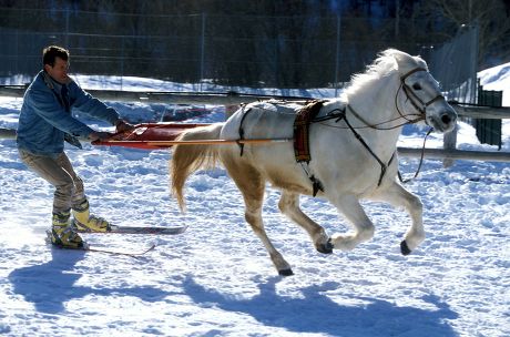 Skiing Behind White Horse On Ranch Editorial Stock Photo - Stock Image ...