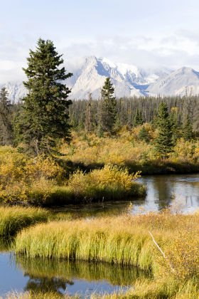 Reed Spruce Trees Jarvis River St Editorial Stock Photo - Stock Image ...