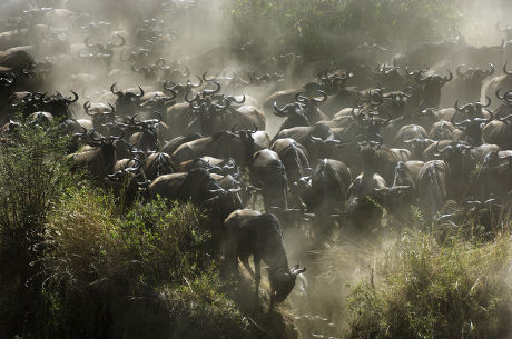 250 Gnu migration Stock Pictures, Editorial Images and Stock Photos ...