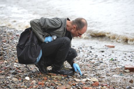 22 Beachcombing Stock Pictures, Editorial Images and Stock Photos ...