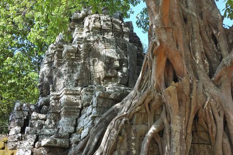 33 Som tree Stock Pictures, Editorial Images and Stock Photos ...