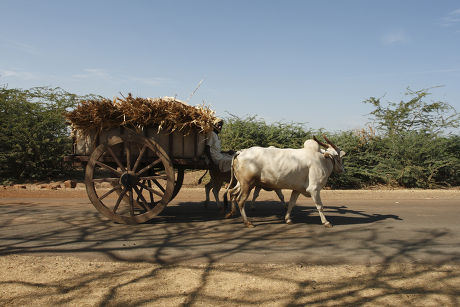 53 Cow carts Stock Pictures, Editorial Images and Stock Photos ...