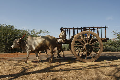 53 Cow carts Stock Pictures, Editorial Images and Stock Photos ...