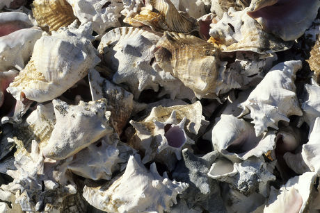 Conch Farm On Providenciales Only Conch Editorial Stock Photo - Stock ...