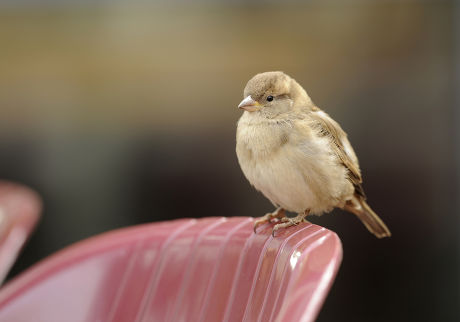 40 Bird seats Stock Pictures, Editorial Images and Stock Photos ...