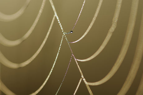 24 Spider lines Stock Pictures, Editorial Images and Stock Photos ...