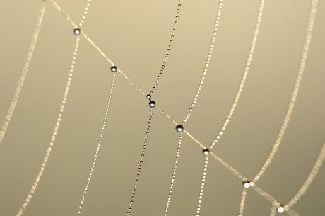 24 Spider lines Stock Pictures, Editorial Images and Stock Photos ...
