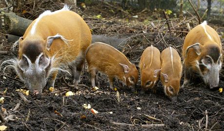 Red River Hogs Editorial Stock Photo - Stock Image | Shutterstock
