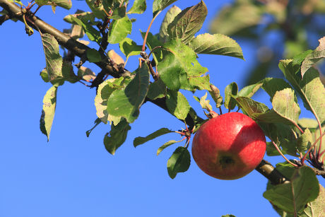 23 Pipfruit Stock Pictures, Editorial Images and Stock Photos ...
