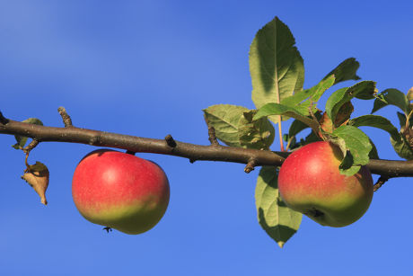 23 Pipfruit Stock Pictures, Editorial Images and Stock Photos ...