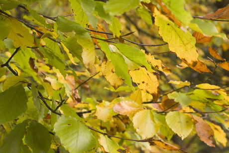Autumn Foliage Editorial Stock Photo - Stock Image | Shutterstock