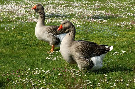 Toulouse Goose Dewlap Editorial Stock Photo - Stock Image | Shutterstock