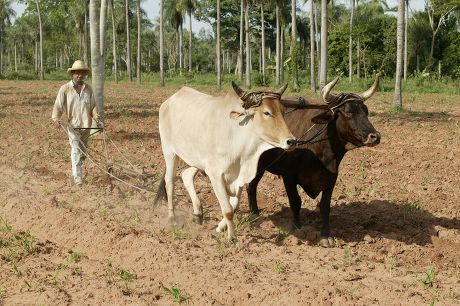 Field Worker Plowing Field Oxen Plow Editorial Stock Photo - Stock ...