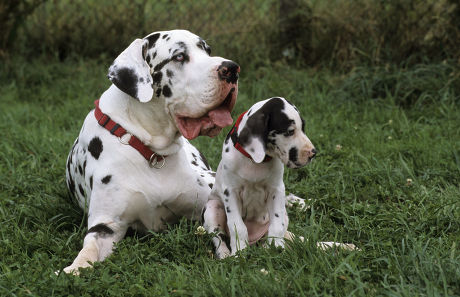 12 Boarhound Stock Pictures, Editorial Images and Stock Photos ...
