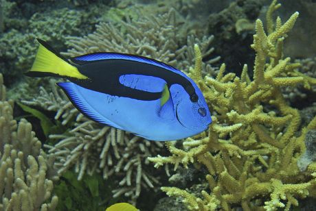 7 Paracanthurus Stock Pictures, Editorial Images and Stock Photos ...