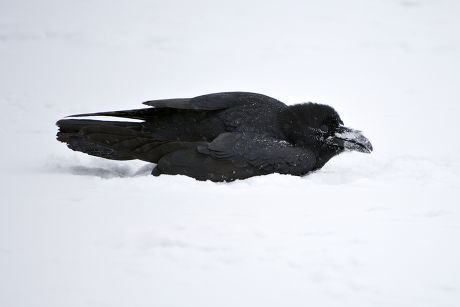 Common Raven Taking Bath Snow Editorial Stock Photo - Stock Image ...