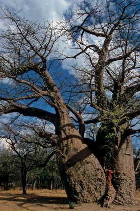 28 Dead rat tree Stock Pictures, Editorial Images and Stock Photos ...