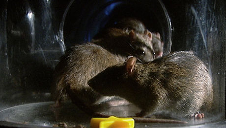 Bush Tucker Trial Hell Holes Rats Editorial Stock Photo - Stock Image ...
