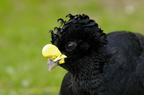 19 Hokko Stock Pictures, Editorial Images and Stock Photos | Shutterstock