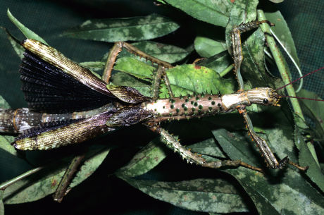 Large Madagascar Stick Insect Achrioptera Sp Editorial Stock Photo ...