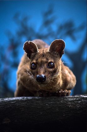 Rare Fossa Crytoprocta Ferox Madagascars Largest Editorial Stock Photo ...