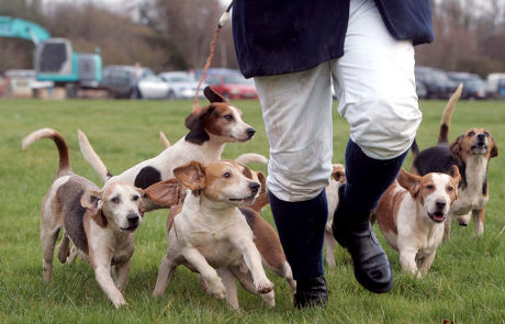 Beagles Hare Hunting Editorial Stock Photo - Stock Image | Shutterstock