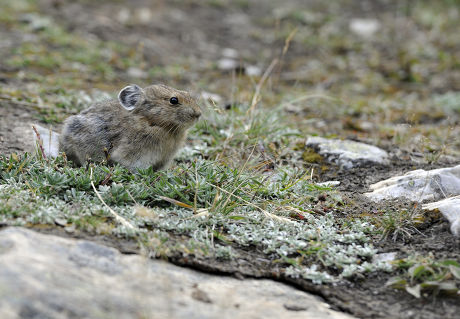 38 Pikas Stock Pictures, Editorial Images and Stock Photos | Shutterstock
