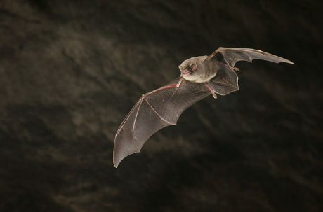 11 Common bent wing bats Stock Pictures, Editorial Images and Stock ...