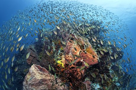5 Chromis dimidiata Stock Pictures, Editorial Images and Stock Photos ...