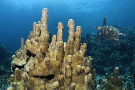 Pillar Coral Dendrogyra Cylindrus Hawksbill Sea Editorial Stock Photo ...