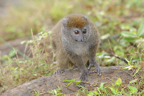 250 Lesser apes Stock Pictures, Editorial Images and Stock Photos ...