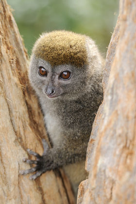 250 Lesser apes Stock Pictures, Editorial Images and Stock Photos ...