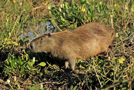 35 Capibara Stock Pictures, Editorial Images and Stock Photos ...