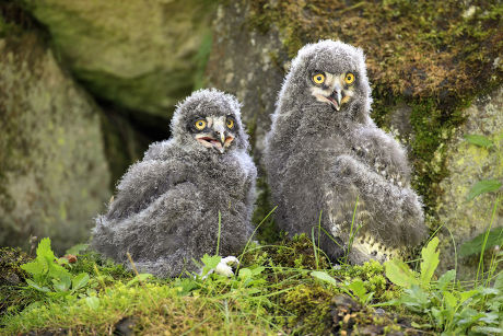 Snowy Owls Nyctea Scandiaca Two Fledglings Editorial Stock Photo ...