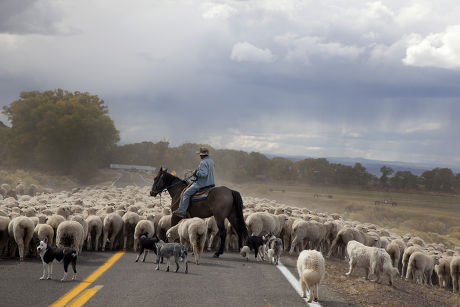 Shepherd His Dogs Move Flock Sheep Editorial Stock Photo - Stock Image ...