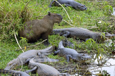 35 Capibara Stock Pictures, Editorial Images and Stock Photos ...