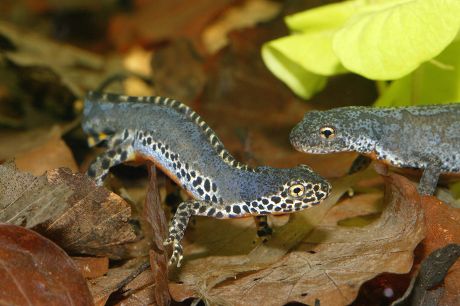 Alpine Newt Triturus Alpestris Underwater Male Editorial Stock Photo ...