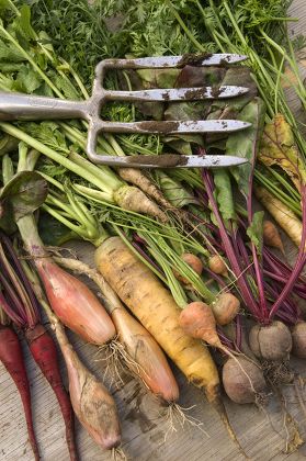 Selection Root Vegetables Editorial Stock Photo - Stock Image ...