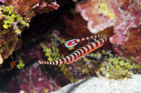 Banded Pipefish Ringed Pipefish Doryrhamphus Dactyliophorus Editorial ...