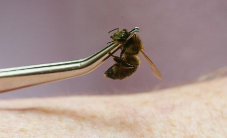 Paula Cooke Who Has Buy Bees Editorial Stock Photo - Stock Image ...