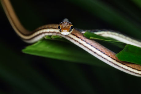 Painted Bronzeback Tree Snake Dendrelaphis Pictus Editorial Stock Photo ...