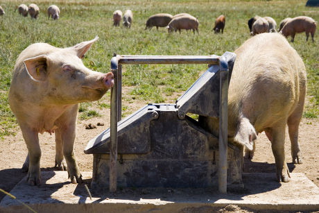 63 Piggery Stock Pictures, Editorial Images and Stock Photos | Shutterstock