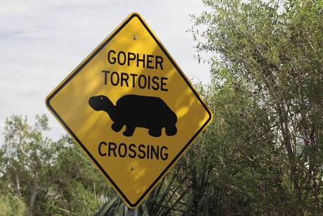 Sign Gopher Tortoise Crossing Myakka River Editorial Stock Photo ...