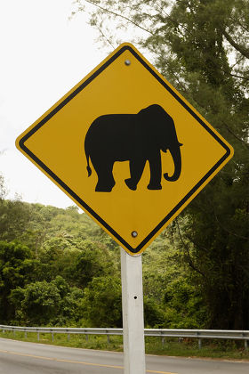 18 Elephant crossing sign Stock Pictures, Editorial Images and Stock ...