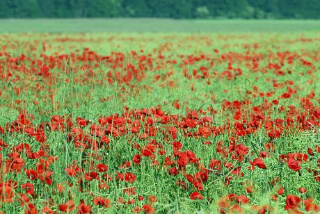 37 Red rape flowers Stock Pictures, Editorial Images and Stock Photos ...