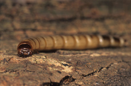1 Superworm Stock Pictures, Editorial Images and Stock Photos ...